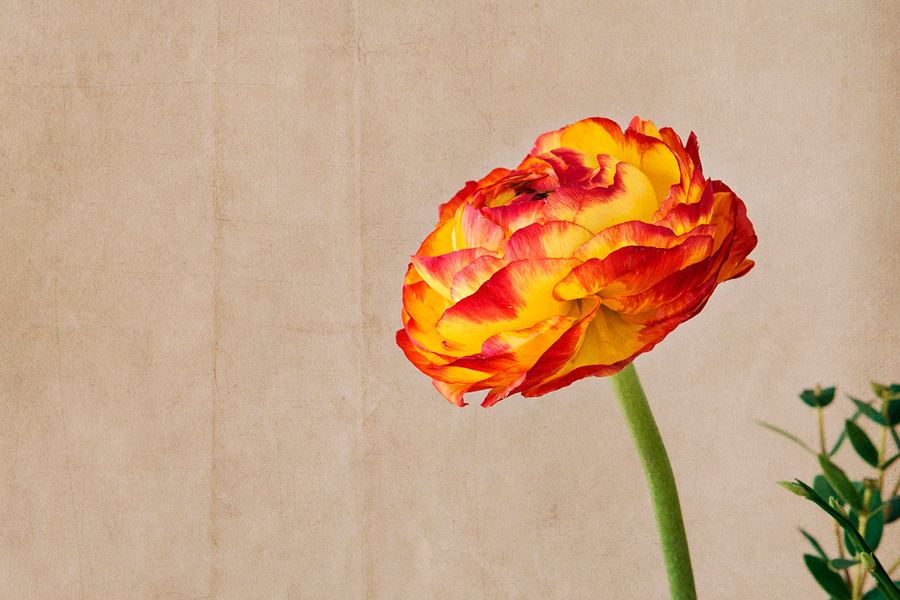 Cooperativa Argentina de Floricultores